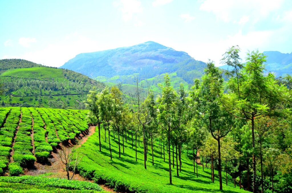 Munnar Tour Package from Munnar | First Class Tours & Travels