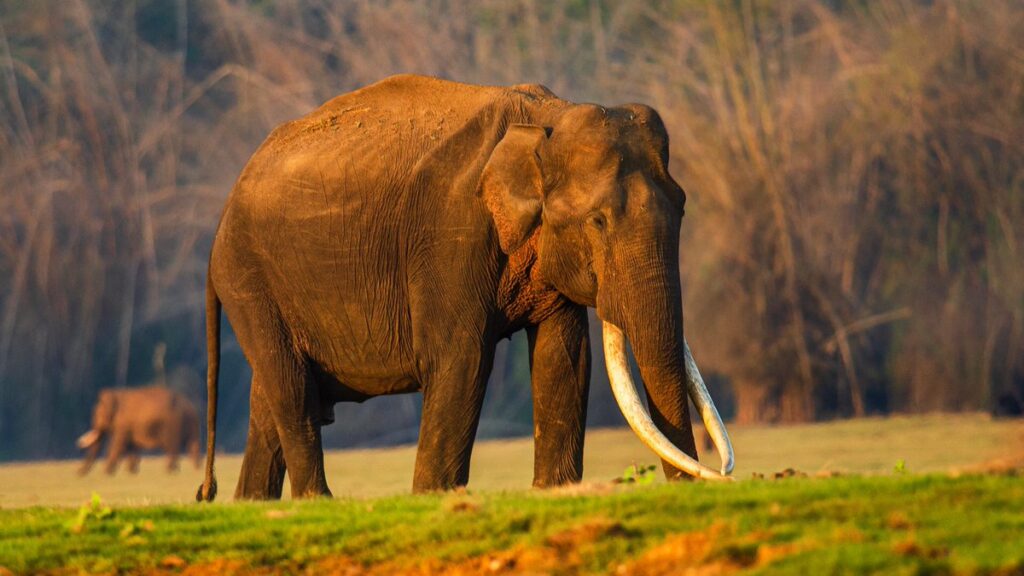 05 Days – Mysore – Kabini – Ooty Tour Package from Bangalore ...